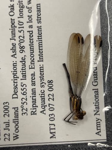 Insect Lab Practical Flashcards Quizlet