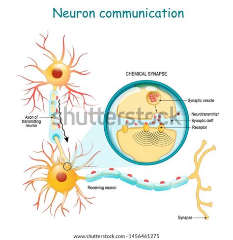Neural Communication Transmission Nerve Signal Between Stock Vector Royalty Free 1456461275