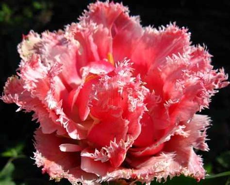 ТЮЛЬПАНЫ продажа луковиц тюльпанов почтой