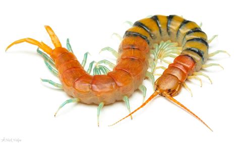 Scolopendra Morsitans Unusual Bicoloured Morph Top End Northern