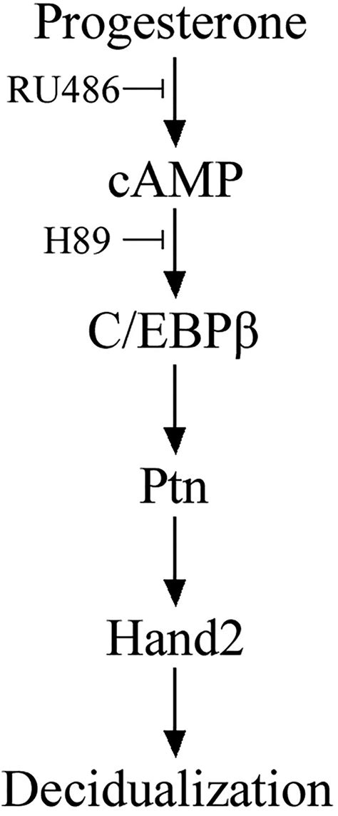 ptn functions downstream of c ebpβ to mediate the effects of camp on