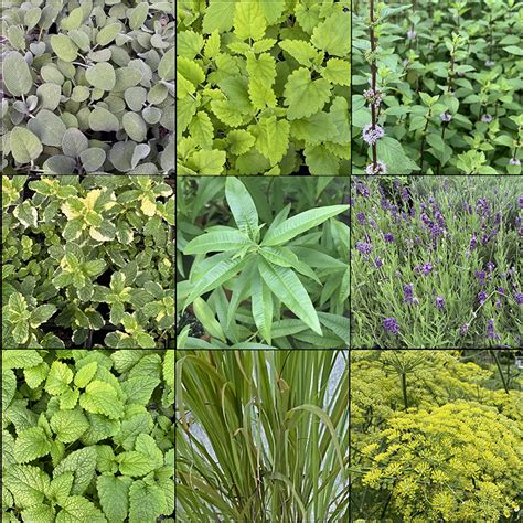 Growing Herbs For Flavor And Fun Hyannis Country Garden