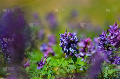 森林的紫色花朵