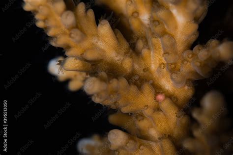 Anthozoans Anthozoa Complete Overview And Care Guides Reeflings