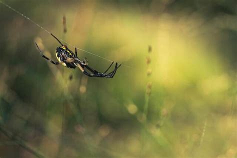 How To Treat A Joro Spider Infestation Lavender Pest Control