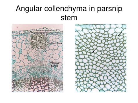 Collenchyma Cells In Celery