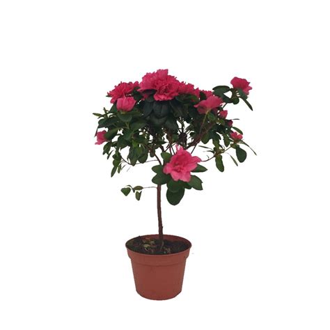 Hızlı Kargo Tüplü Açelya Çiçeği Fidanı Satın Al