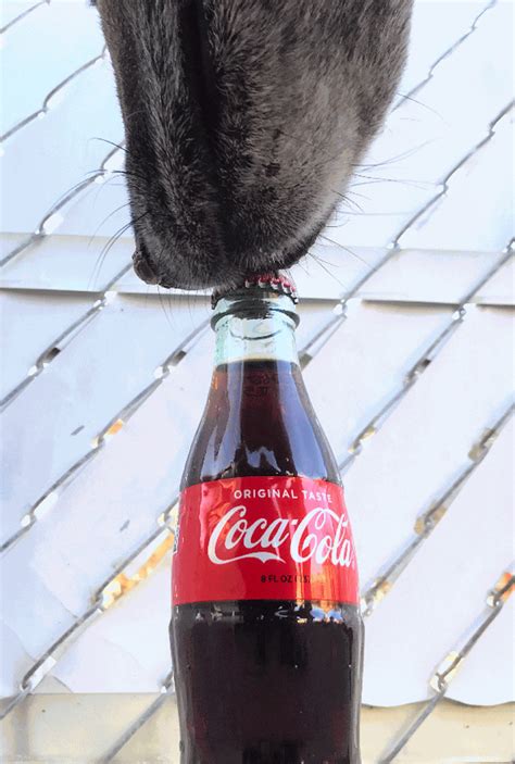 Charlie And The Curious Coke Smithsonian Photo Contest Smithsonian