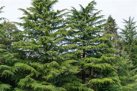 White Cedar Vs Juniper At Ronald Roe Blog
