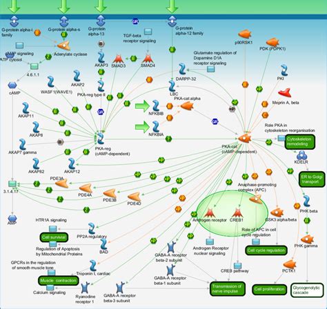 Signal Transduction Pka Signaling Pathway Map Primepcr Life