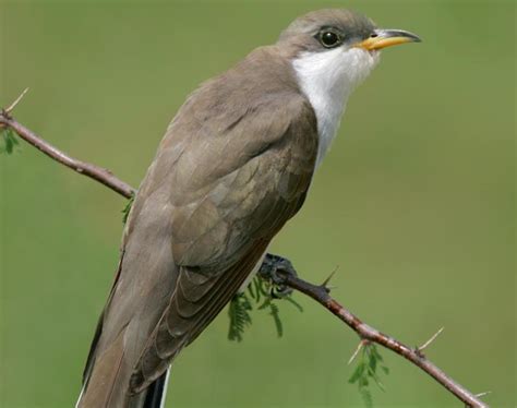 Yellow Billed Cuckoo Songs And Calls Larkwire