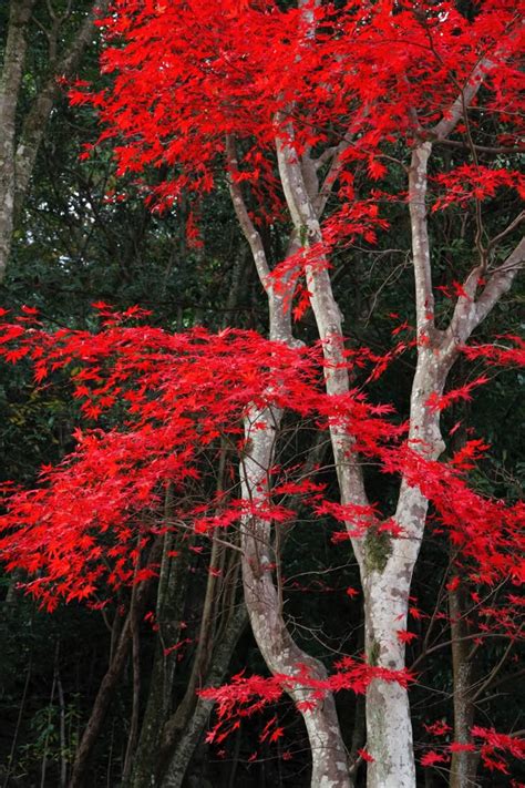 Projets à essayerおしゃれまとめの人気アイデアPinterestPokrovskay Lubov 京都 紅葉