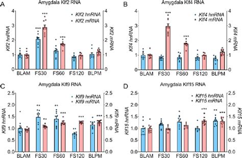 Amygdala Hnrna And Mrna Of Klfs Under Baseline Conditions And Following Download Scientific