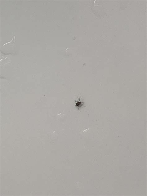 Bed Bug Found Crawling On Hand At Hotel Then Put In Sink Rbedbugs