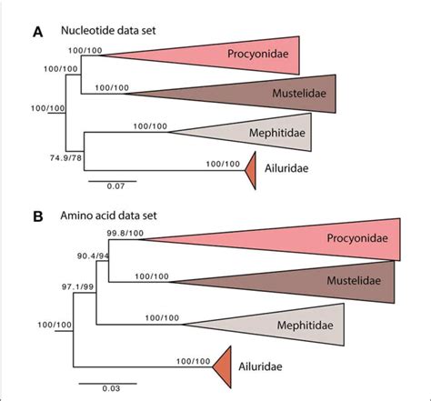 Figure Maximum Likelihood Phylogeny Of Ff Musteloid Species Based On Nt