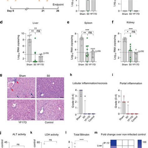 Immunogenicity And Protective Efficacy Of Single Dose Yf S0 Vaccination Download Scientific