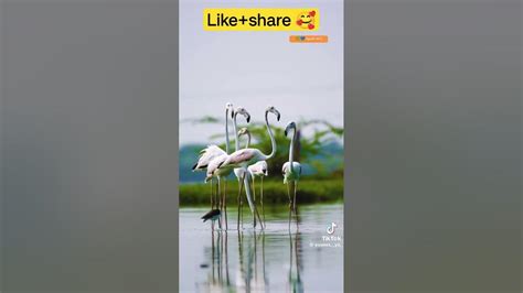 Cute Birds Cute Bairds Funny Moj Memes Cat Love Comedyvisit My