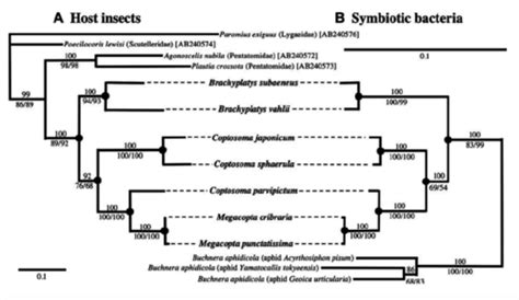 Evolutionary Biology Exam 3 Flashcards Quizlet