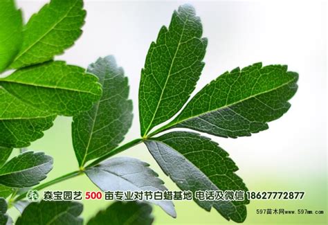 山白蜡树叶的形状 山白蜡树叶的图片 秋天的山白蜡树叶 大山谷图库