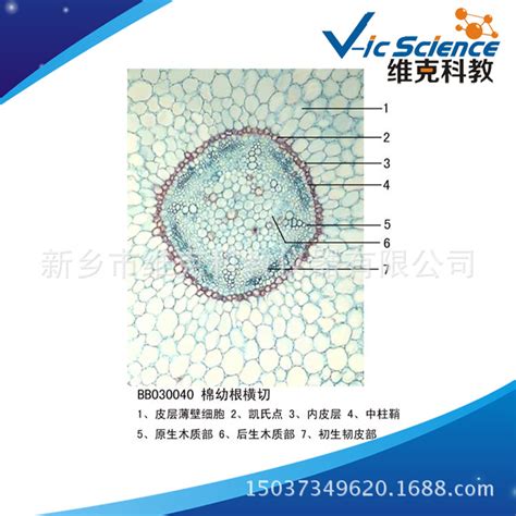 棉花幼根横切结构图 棉花初生根横切结构图 伤感说说吧