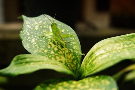 Premium Photo Grasshopper On Aglaonema Leaf Like A Mimicry Or Camouflage