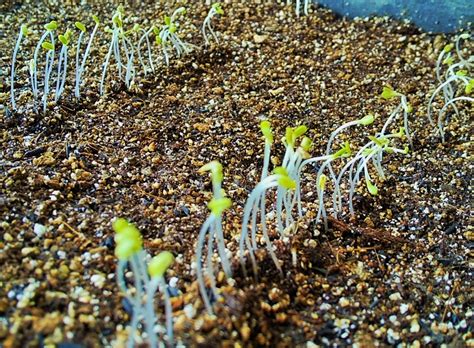 青椒肉絲サニーレタス発芽 まみちゃんちの家庭菜園