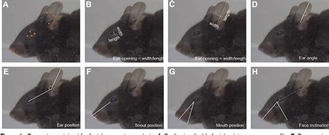 Figure 1 From A New Tool For Quantifying Mouse Facial Expressions