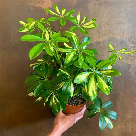 Schefflera ‘Gerda’ | Variegated Umbrella Plant | grow urban.