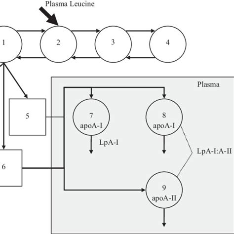 Compartment Model Describing Apoa I In Lpa I And Lpa Ia Ii Particles Download Scientific