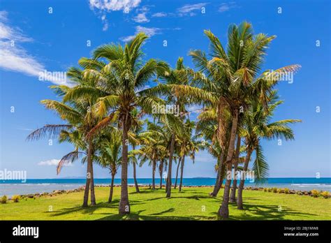 Coconut Palm Tree Cocos Nucifera With Coconuts Against A Blue Sky