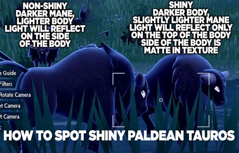 Austin John Plays On Twitter Shiny Hunting Paldean Tauros Here S How