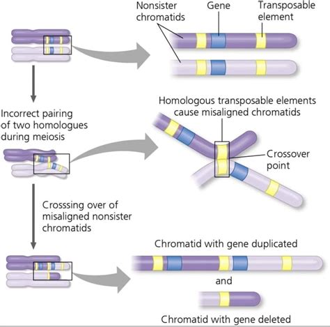 Hanaa Fayed On Linkedin Duplication And Divergence Of Gene Sized Regions Of Dna‼️ Errors During…