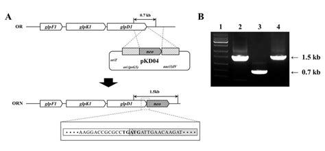 Construction Of Neo Labeled S Clavuligerus Orn Strain From S