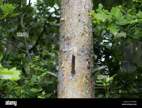 Sapin Tronc En Bois Photo Stock Alamy