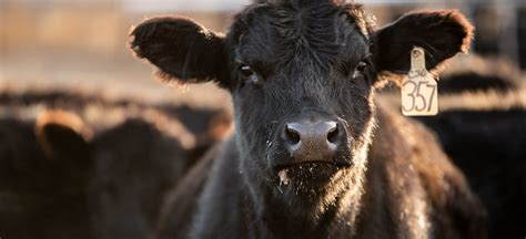 What Is The Beef Checkoff Beef Checkoff