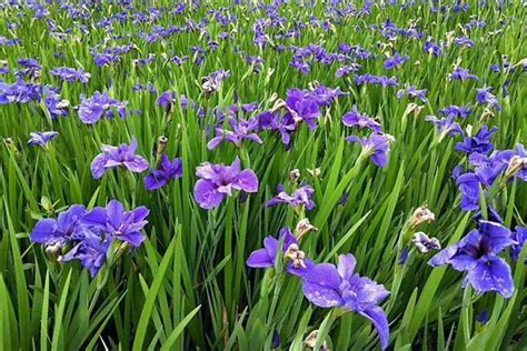 常绿鸢尾与普通鸢尾的区别 藤本月季网