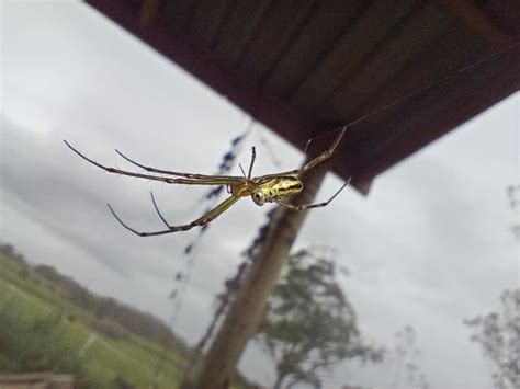 Wondering What This Spidey Is Nsw Australia Rspiders