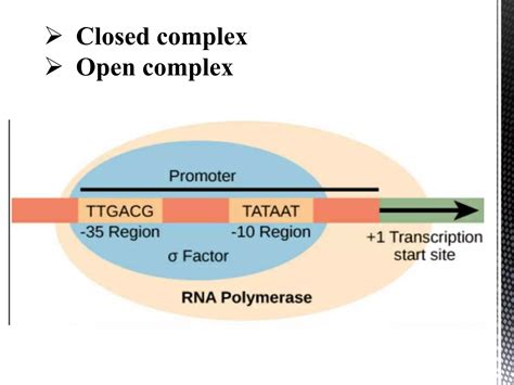 Transcription And Translation In Prokaryotes Ppt