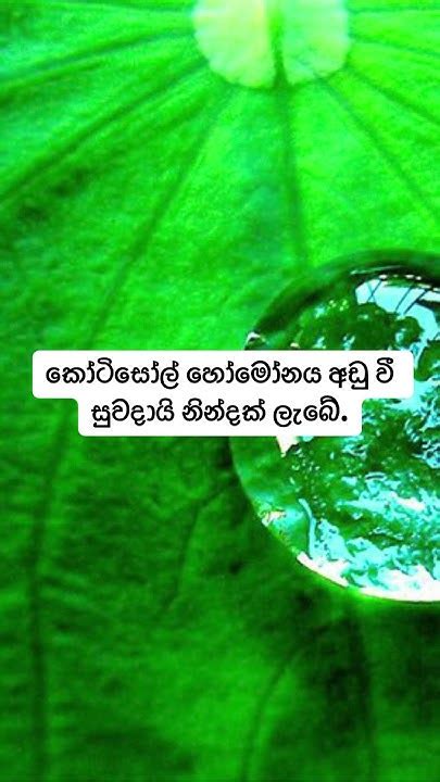 පාවහන් නොමැතිව තණපිස්සේ ඇවිදීමේ වාසි ️viralvideo Shortsfeed