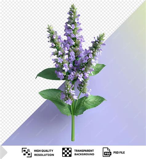 Psd прозрачный фон цвет кошачьей мятки ПНГ и ПСД прозрачный фон цветок кошачьемятки Png и ПСd