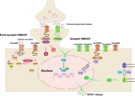 Excitotoxicity And Signaling Pathways Involved In Ischemic Stroke