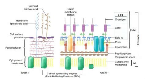 Gram Positive Vs Gram Negative Cell Walls Sydneygulf
