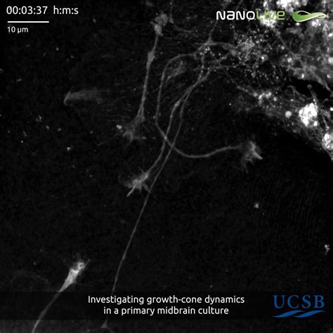 Morphology And Branching Properties Of Serotonergic Axons