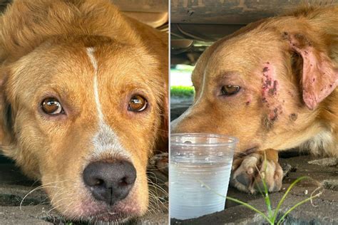 Quem é o dono Cachorro caramelo está ferido no estacionamento da TVCA