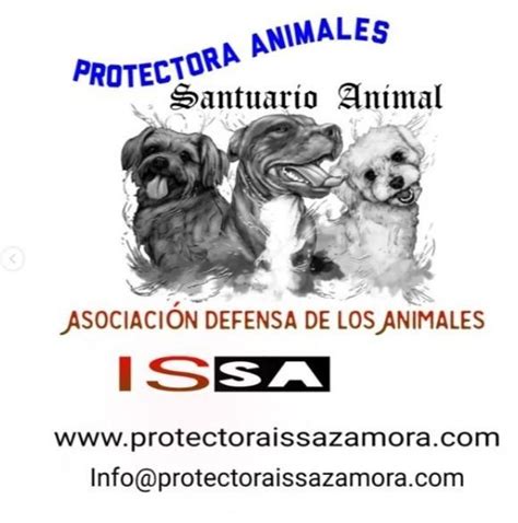 Matan A Golpes A Un Perro Y La Protectora De Animales Se Manifiesta En