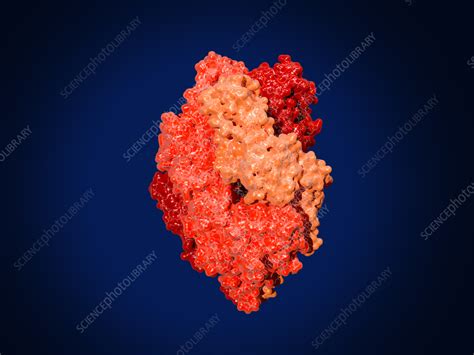 Respiratory Syncytial Virus Fusion Protein Illustration Stock Image