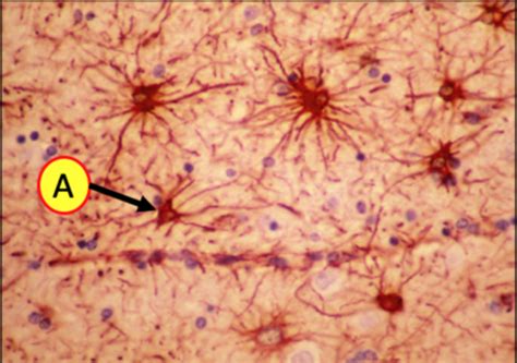 Cells Flashcards Quizlet