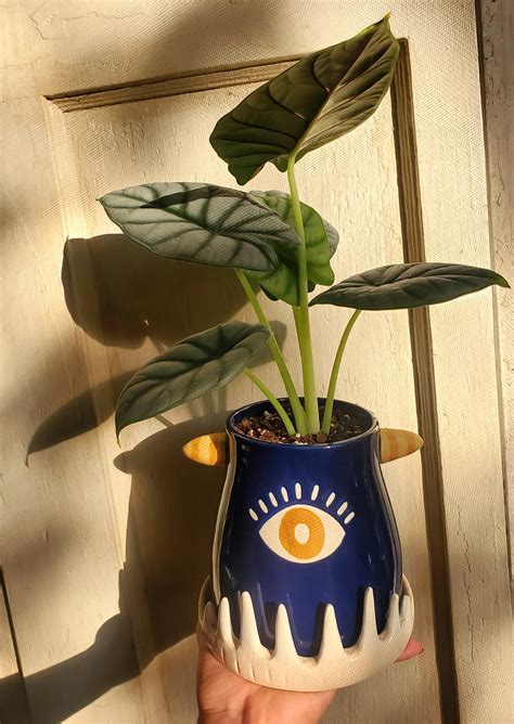 Doing The Monster Mash R Plantsandpots