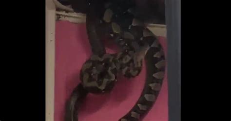 Shocking Footage Of Huge Snakes Living In A Ceiling Watch Video