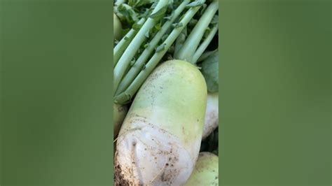 무우 동치미 무 한개 큰것 천원 Youtube